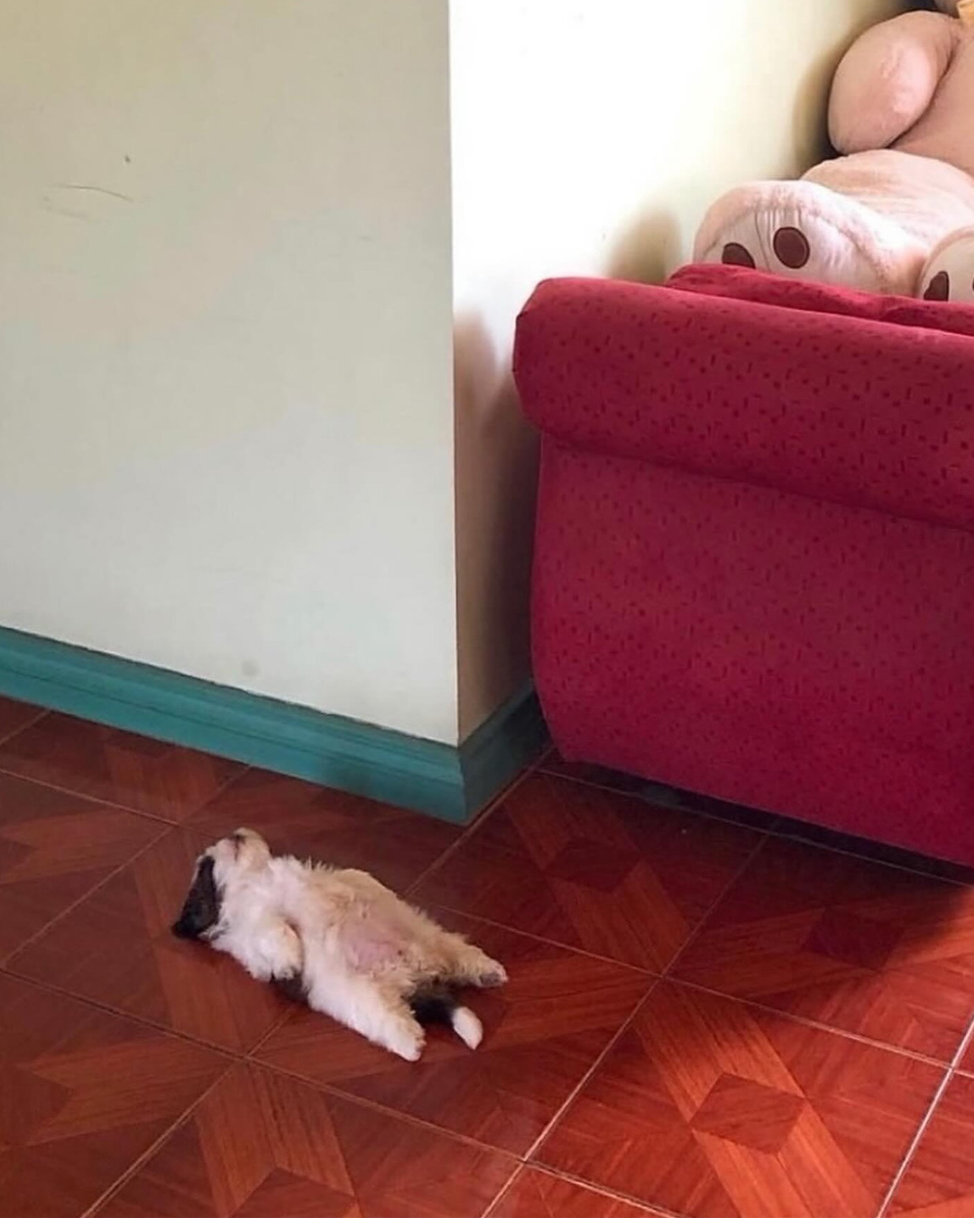 또 나만 없지.. 발라당 배 까고 자는 가나디..zZ | 패스트페이퍼 (Fastpaper)