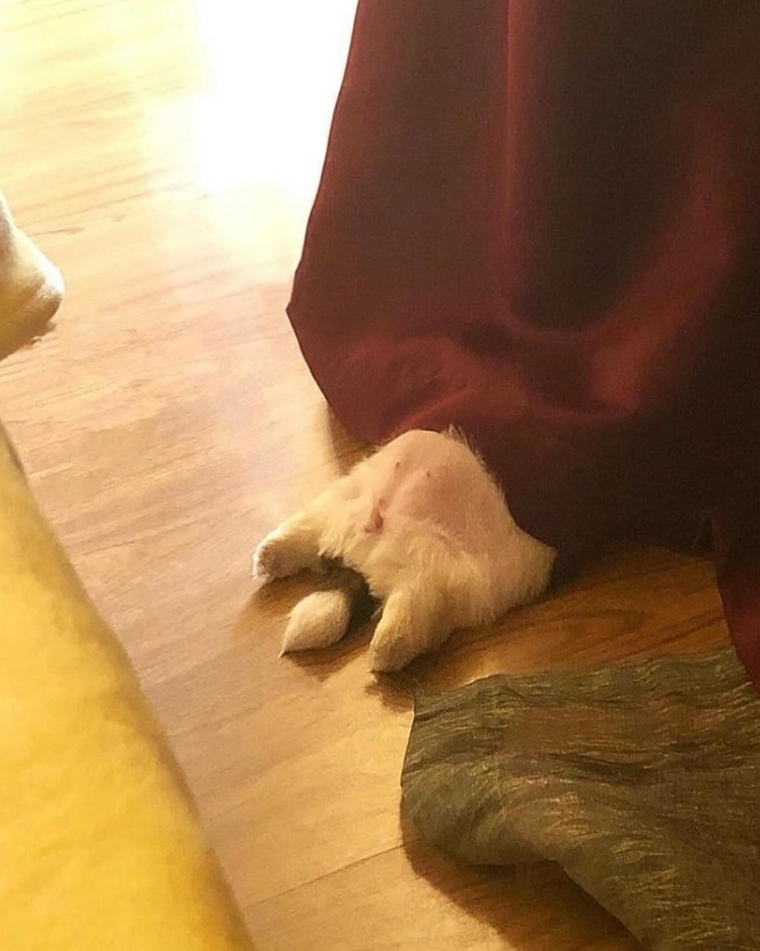 또 나만 없지.. 발라당 배 까고 자는 가나디..zZ | 패스트페이퍼 (Fastpaper)